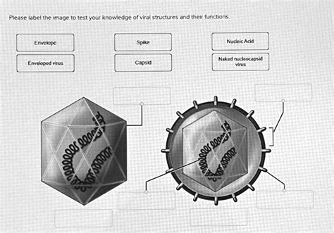 Solved Please Label The Image To Test Your Knowledge Of Viral
