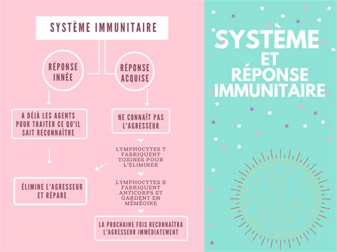 Le système immunitaire comprendre son fonctionnement Naturobio