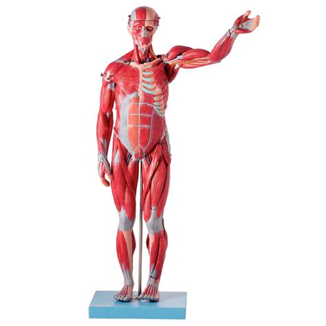 Modelo Anat Mico Manequim Muscular De Cm Assexuado Rg Os