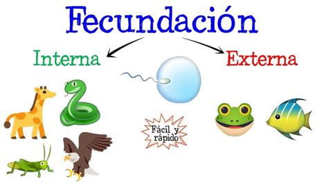 Tipos De Fertilizaci N Minimanual