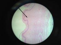 A P2 Urinary And Reproductive Lab Flashcards Quizlet
