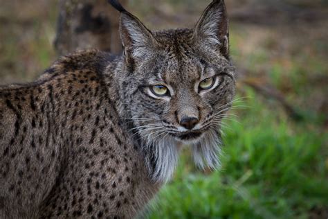 Lince Ibérico Lynx pardinus S O S Félix