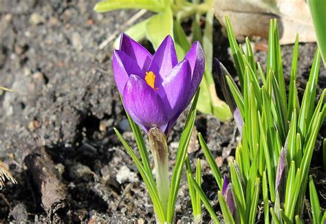 Krokus Wiosenne Kwiaty Wiosna Darmowe zdjęcie na Pixabay Pixabay