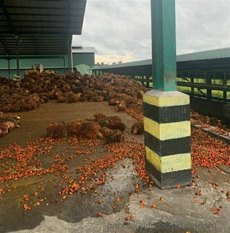 Fungsi Stasiun Loading Ramp Pabrik Kelapa Sawit Modern