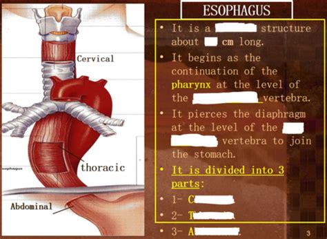 Esophagus Stomach Flashcards Quizlet