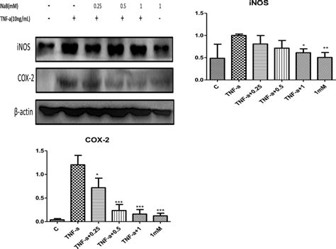 Effect Of NaB On TNF A Induced INOS And COX 2 Expressions In SH SY5Y