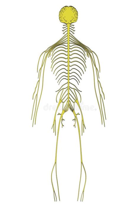 Système nerveux illustration stock Illustration du rendez 70672888
