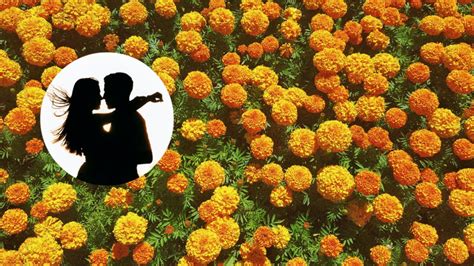 La leyenda de amor que se oculta detrás de la flor de cempasúchil que