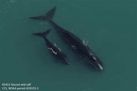 Nearly 90 Endangered Right Whales Spotted Off Cape Cod In Single Day In