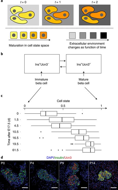 cell state space discretization and time dependence of models of download scientific diagram