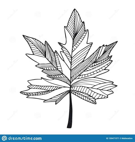 Maple Leaf Print Coloring Book Page Interior Sticker Design Line Art