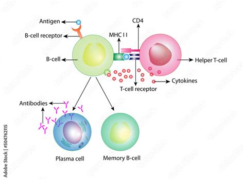 Activation B Cell Leukocytes B Lymphocyte Differentiation Plasma Cell
