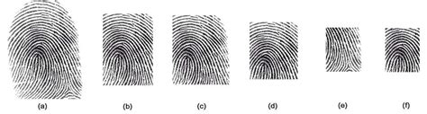 partial fingerprints a a whole fingerprint image and b f download scientific diagram
