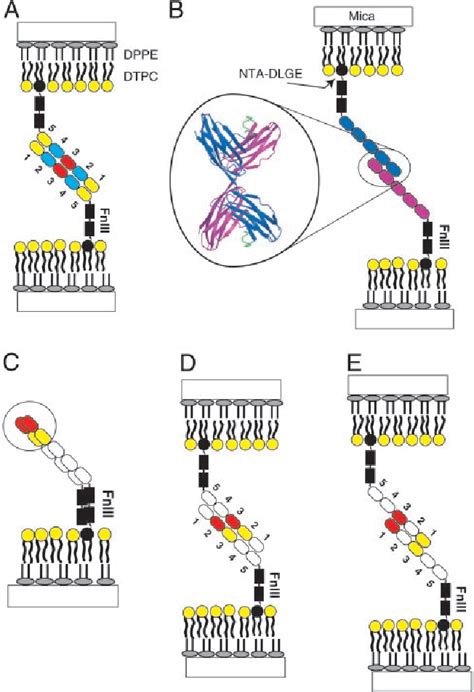 Figure 2 From Mechanism Of Homophilic Adhesion By The Neural Cell