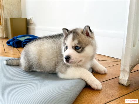 Puppy Yoga Paris des séances de yoga tout en câlins avec d adorables