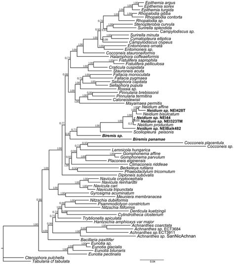 bayesian inference phylogeny inferred from a concatenated alignment of download scientific