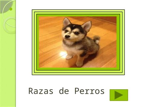PPTX Razas De Perros Adrian DOKUMEN TIPS