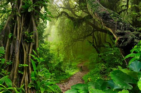 Selva tropical del sudeste asiático Foto Premium