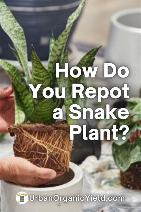 Repot Your Snake Plants Step By Step Snake Plant Indoor Snake Plant