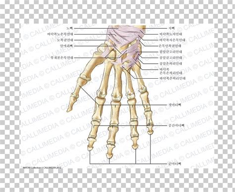 Anatomy Carpal Bones Human Skeleton Ligament PNG Clipart Abdomen