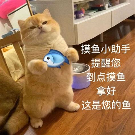 猫猫表情包 高清图片堆糖美图壁纸兴趣社区