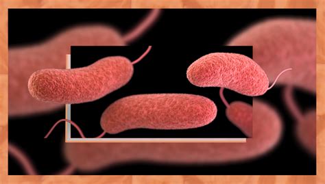 Qué es la bacteria come carne vibrio vulnificus
