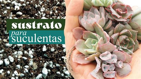 El Mejor Sustrato Para Suculentas C Mo Hacer Sustrato Para Suculentas