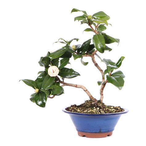 Camellia Japonica Nobilissima Subtropische Bonsai Bonsai Indoor