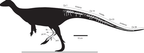 Un nouveau dinosaure vieux de 113 millions d années a été découvert