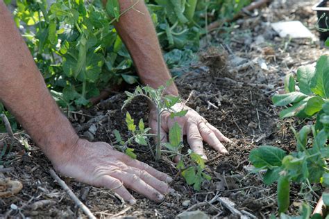 Les étapes pour réussir la plantation des tomates