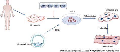 Human Induced Pluripotent Stem Cell Atrial Specific Cardiomyocytes And