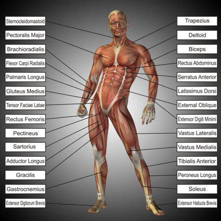 Concept Of Human Anatomy Imagen De Stock Sistema Muscular Anatomia