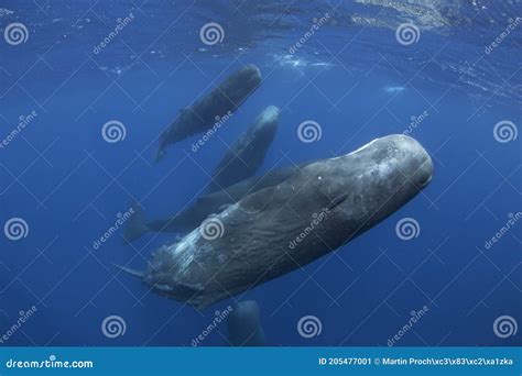 Sperm Whale Cachalot Physeter Macrocephalus Stock Image Image Of