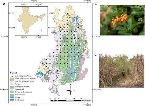 frontiers comparing pixel and object based approaches to map an understorey invasive shrub in