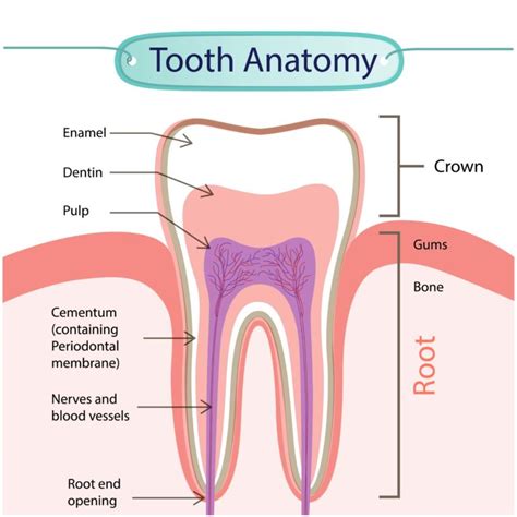 Parts Of The Tooth And Their Functions