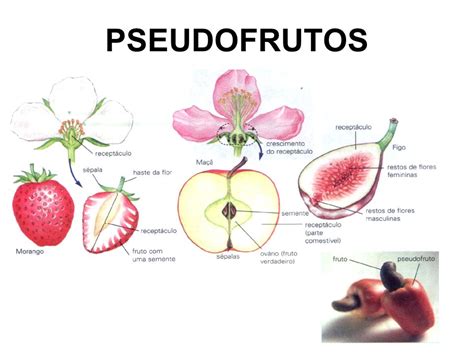 Fruto Estrutura Dos Frutos