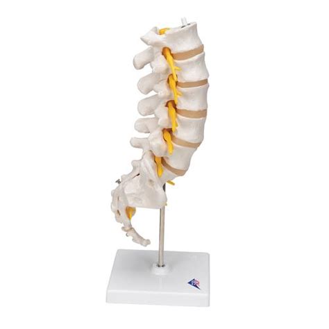 Columna Vertebral Lumbar B Smart Anatomy B Scientific