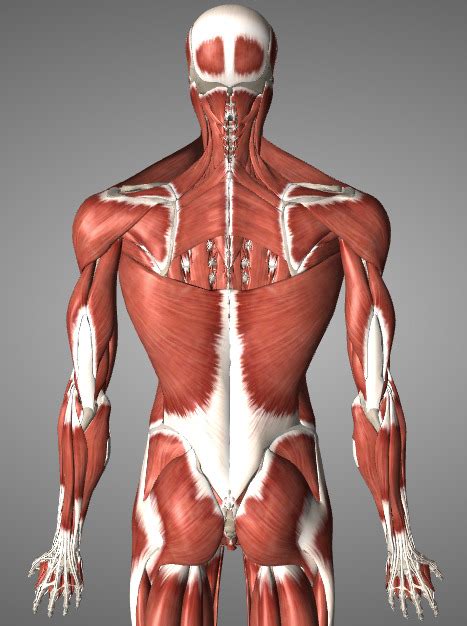 Upper Body Anterior View Diagram Quizlet