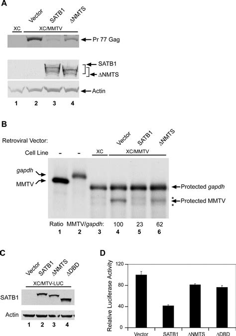 Nuclear Matrix Binding Regulates SATB1 Mediated Transcriptional
