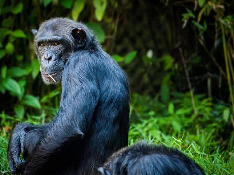 Animales de la selva características adaptaciones y alimentación