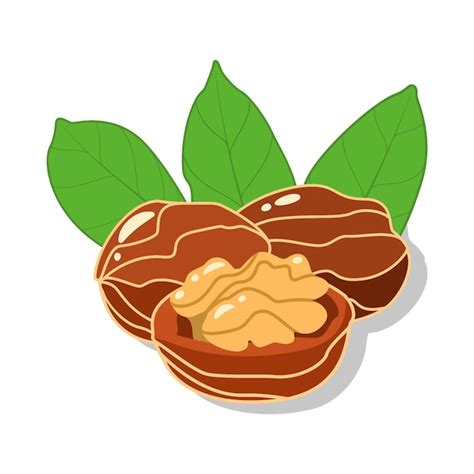 Nueces Frescas Y Nuez Agrietada Con Hojas Verdes En Estilo De Dibujos