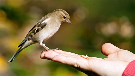 A Complete Guide On Feeding Any Finch What Do Finches Eat