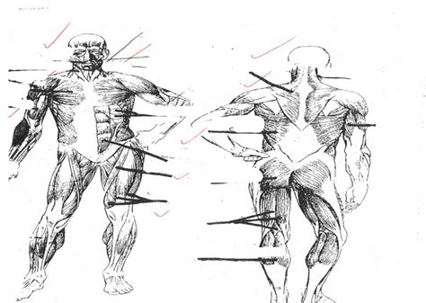 Back Muscles Diagram Quizlet