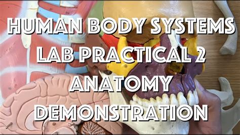 Anatomy And Physiology Practical Study Guide