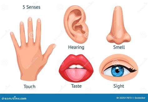 Cartoon Sense Organs Five Senses And Sensation Human Sensory Organ