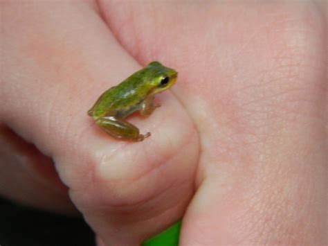 Tiny Baby Tree Frog I Took A Picture Of He Was Smaller Than My
