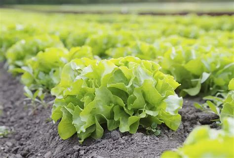Estas son las ventajas y desventajas de la agricultura ecológica