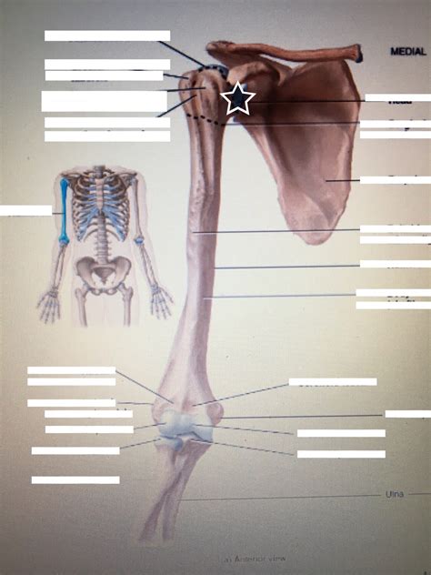 Humerus Flashcards Memorang