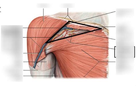 Deltopectoral Groove Diagram Quizlet
