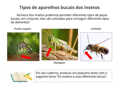 Plano De Aula 3o Ano Os Insetos E Seus Diferentes Aparelhos Bucais